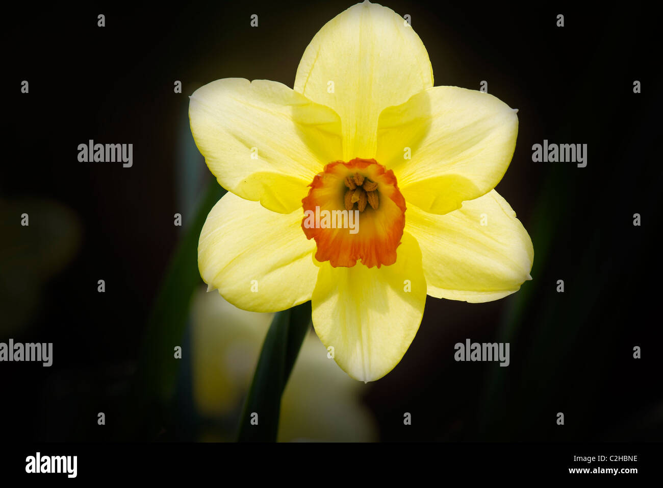 Close up of a lovely backlit daffodil Stock Photo - Alamy