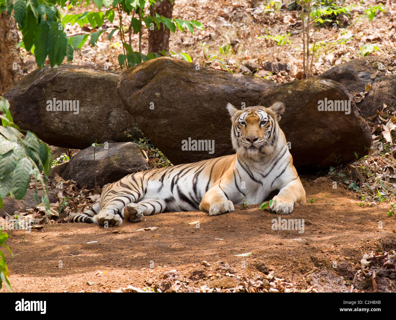 A tiger resting in the shade at Bondla, Goa, India Stock Photo - Alamy