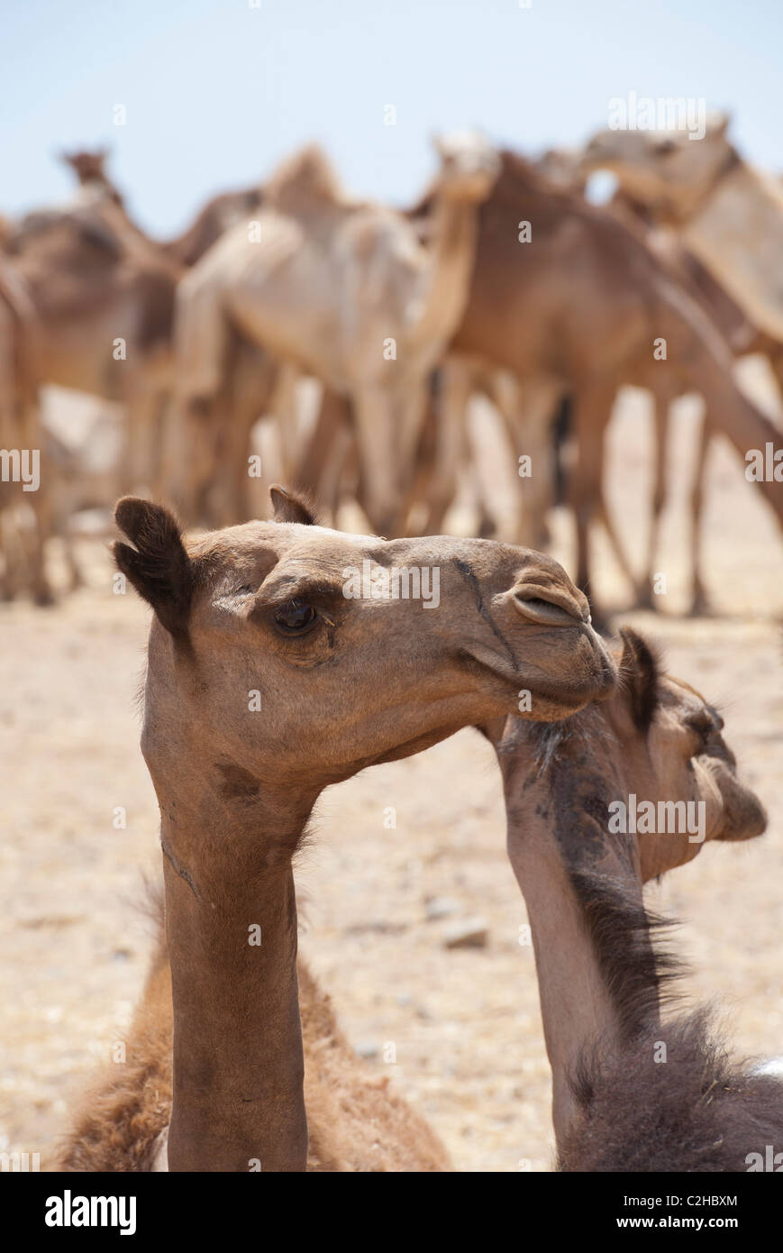 Egyptian dromedaries hi-res stock photography and images - Alamy