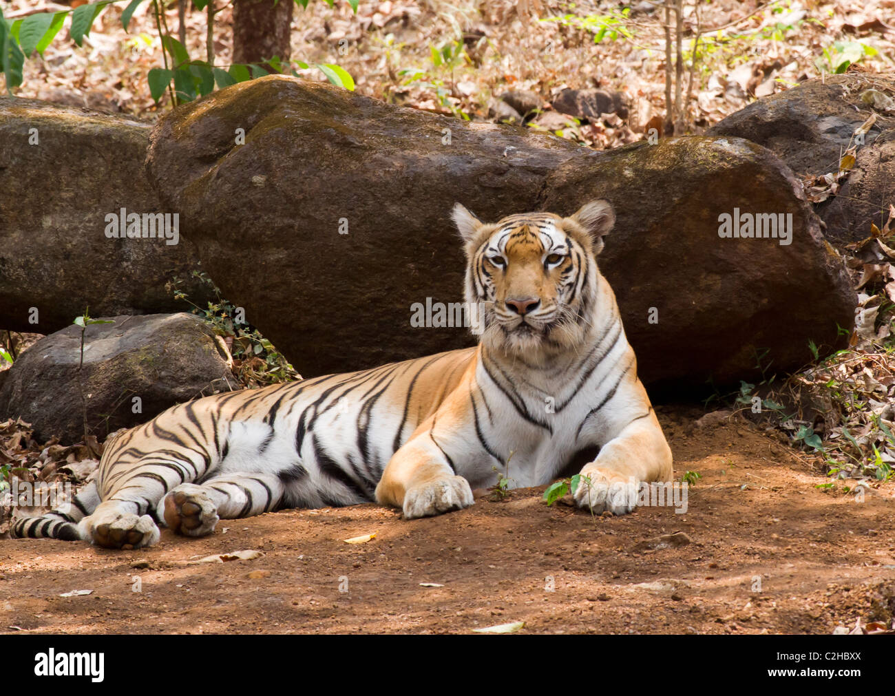 A tiger resting in the shade at Bondla, Goa, India Stock Photo - Alamy