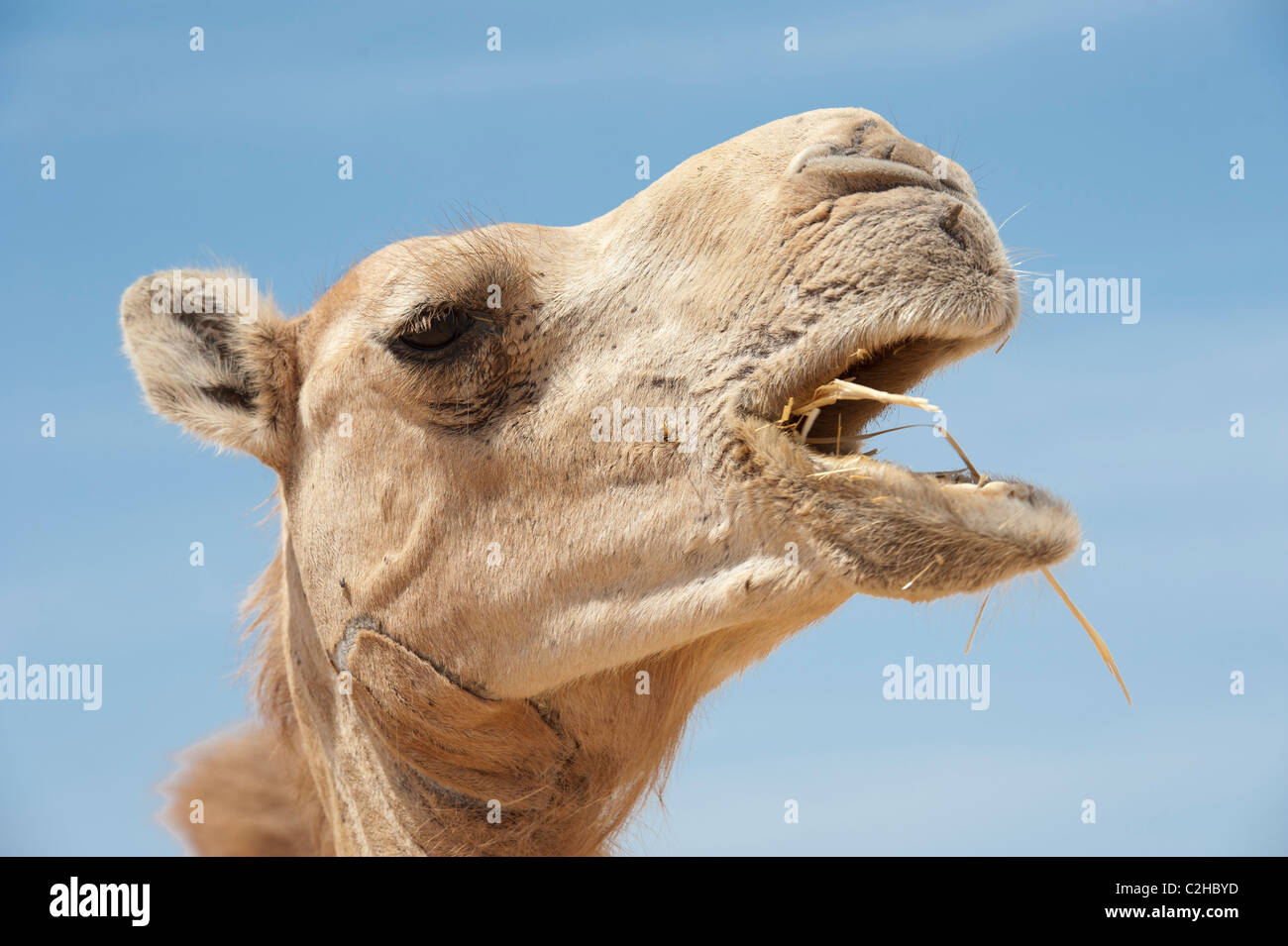 Closeup up of head from a dromedary camel eating against blue sky ...