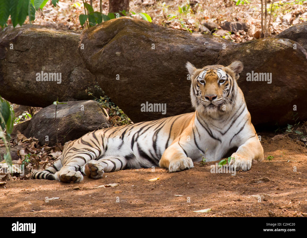 A tiger resting in the shade at Bondla, Goa, India Stock Photo - Alamy