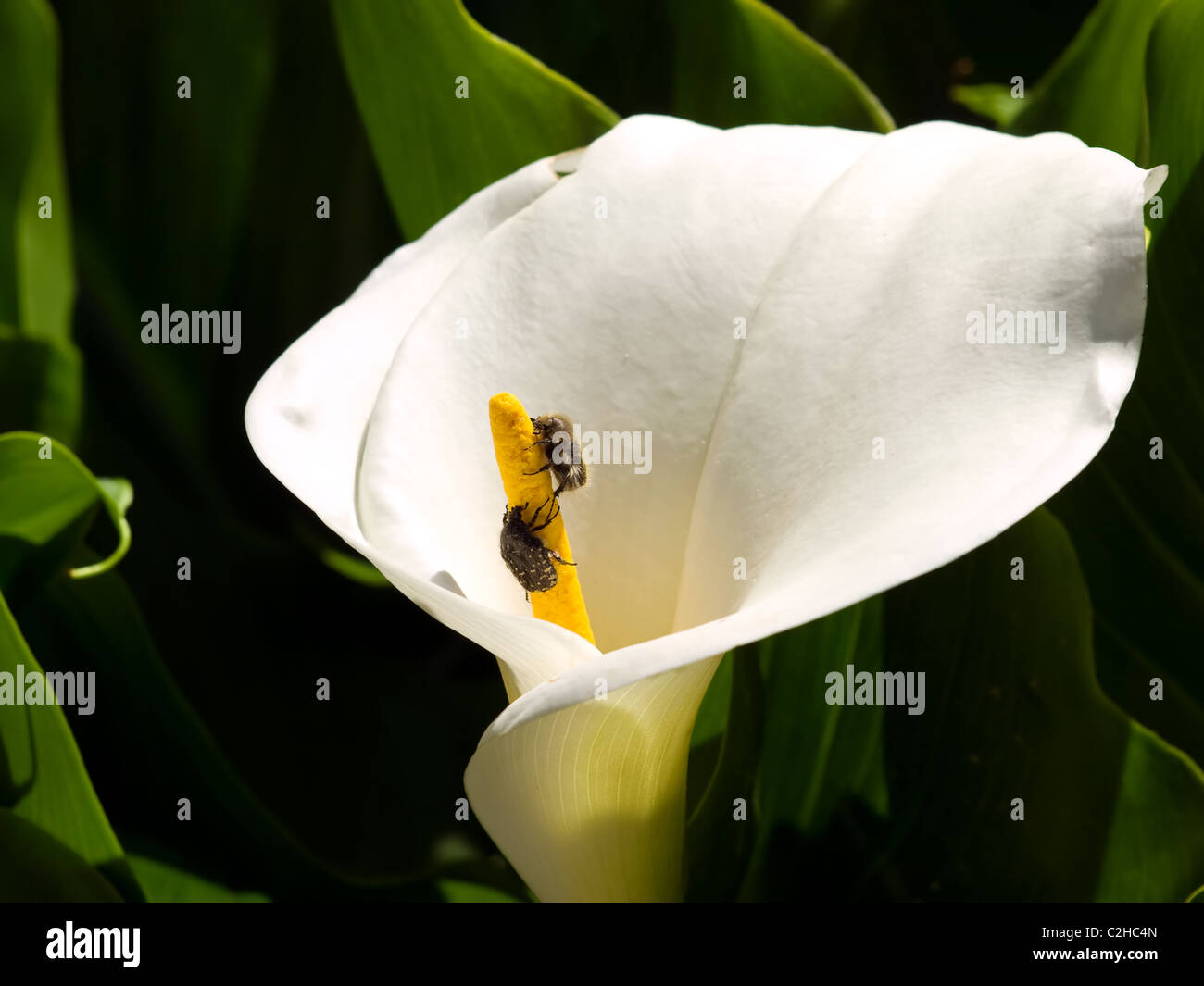 Lily pest hi-res stock photography and images - Alamy