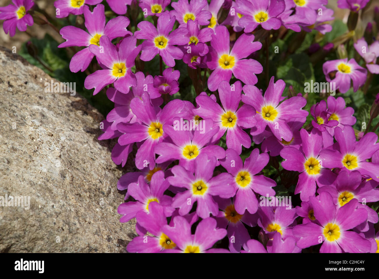 spring pink flowers in garden for natural background Stock Photo - Alamy