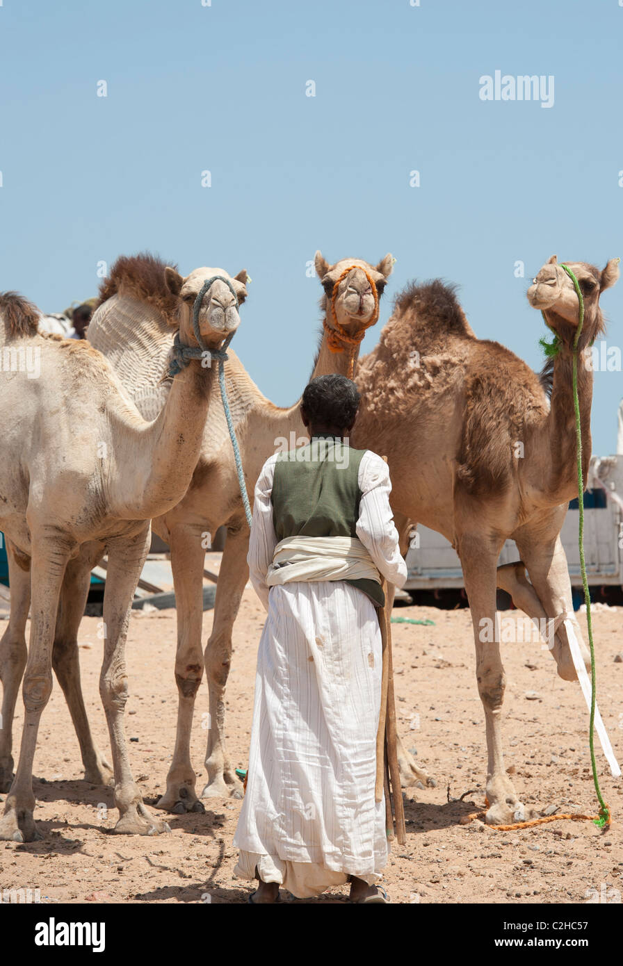 Bedouin trader at an african camel market with dromedaries Stock Photo ...