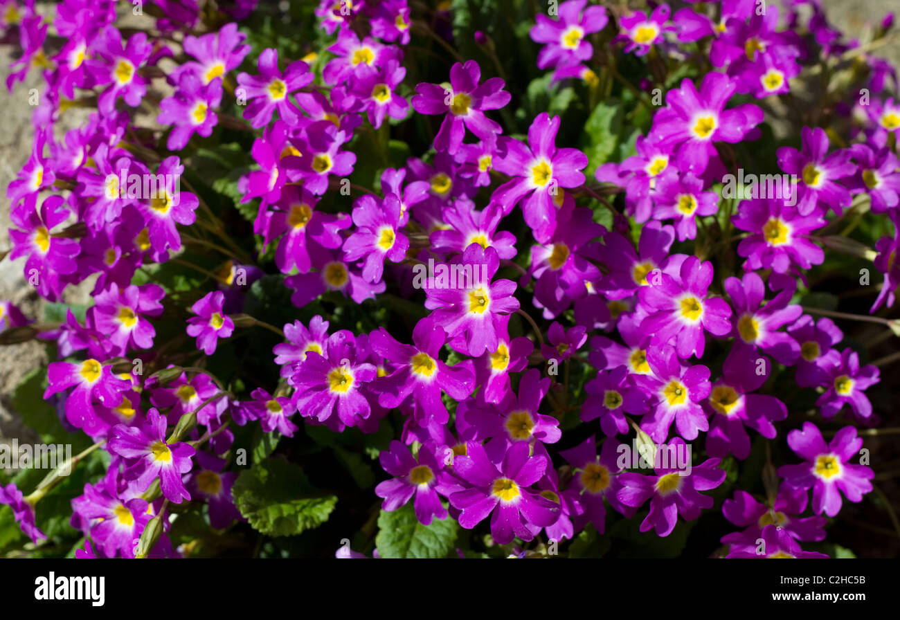 spring pink flowers in garden for natural background Stock Photo - Alamy