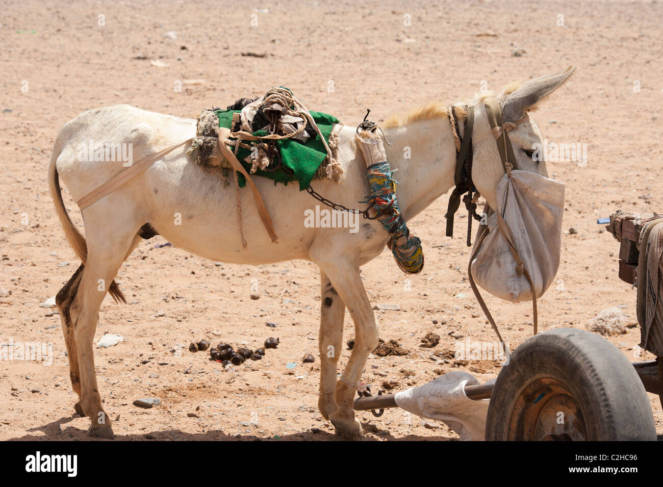 Domestic farm donkey loaded up in a African desert settlement Stock ...
