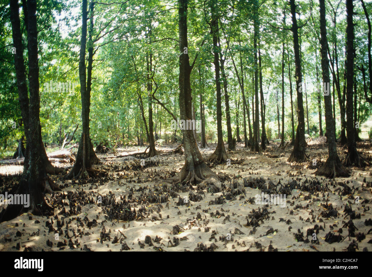 Mangrove Swamp Tioman Island Malaysia Stock Photo - Alamy