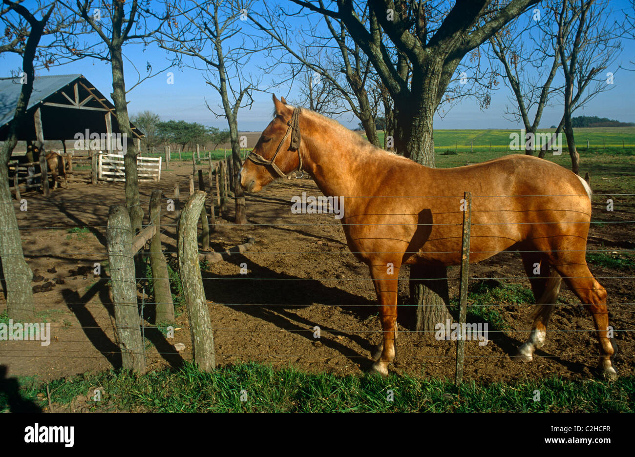 Argentina the pampas farming hi-res stock photography and images - Alamy
