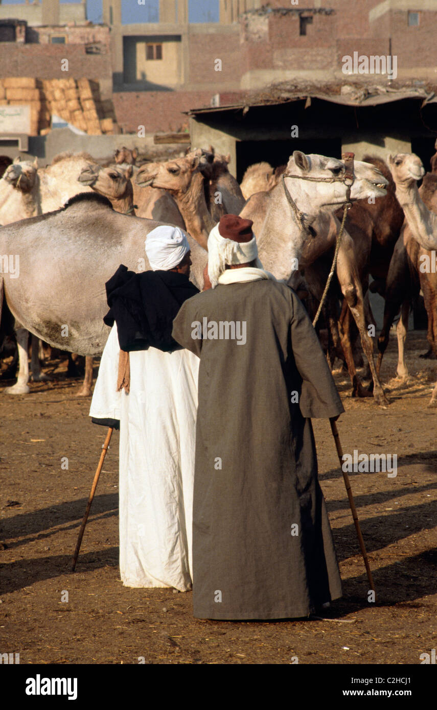 Camel market outside cairo hi-res stock photography and images - Alamy