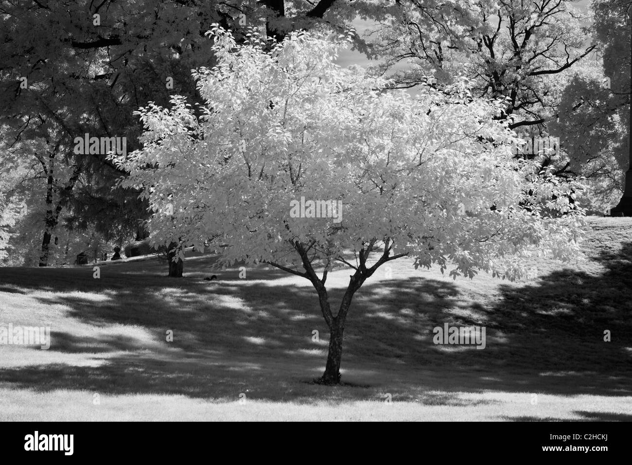 Tree in infrared Stock Photo - Alamy