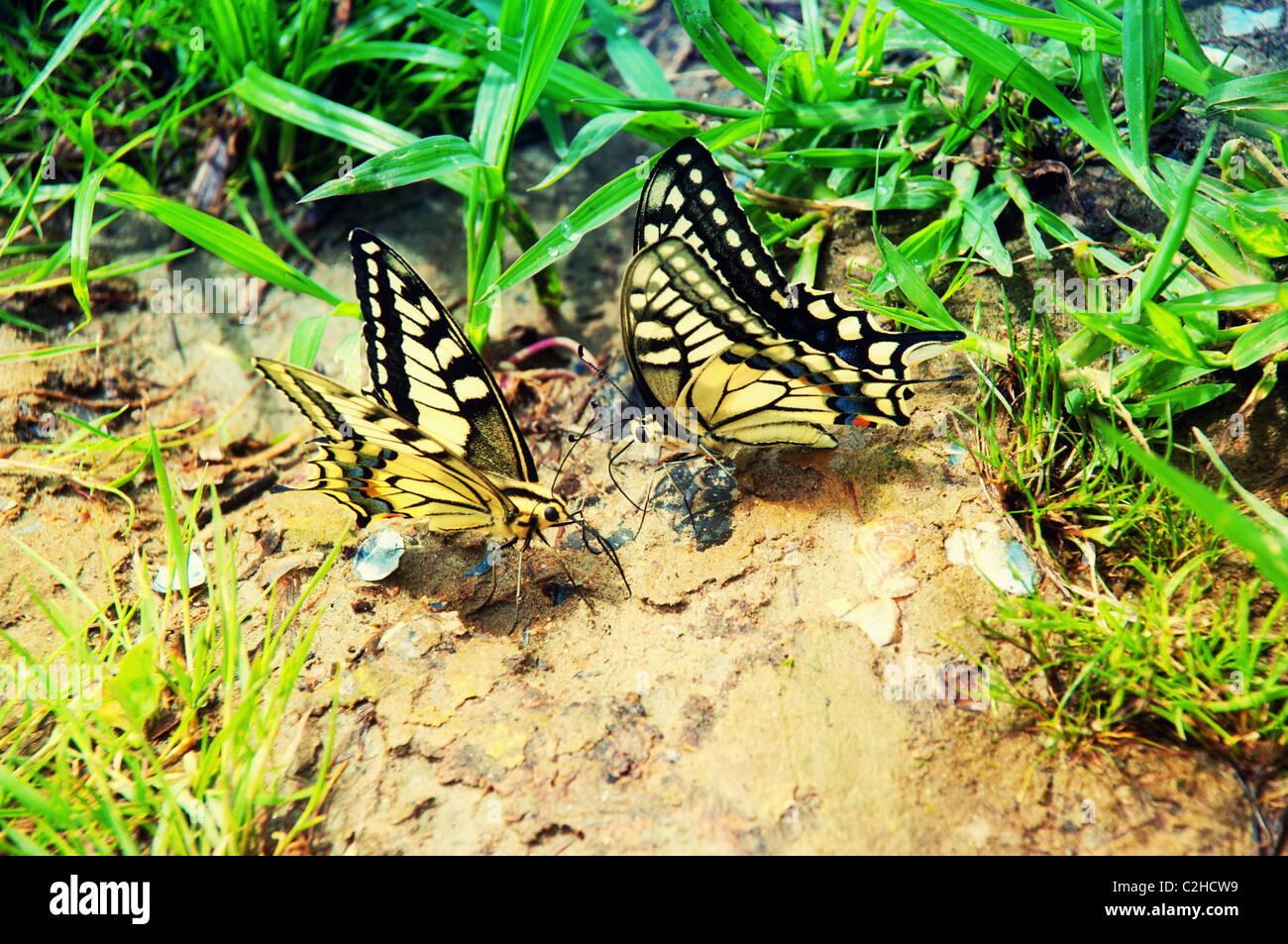 Two monarch butterflies hi-res stock photography and images - Alamy