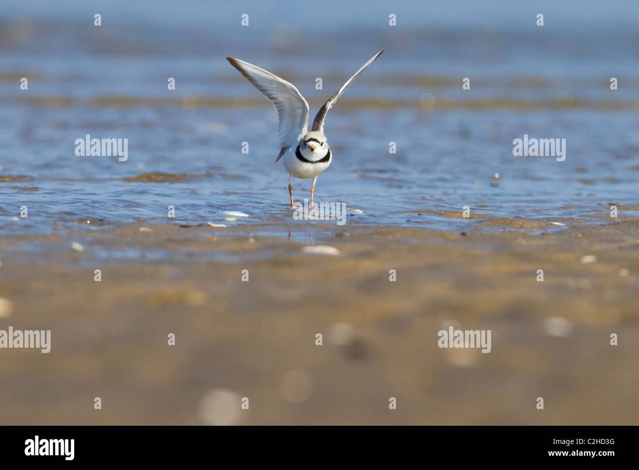 Piping Plover - Charadrius melodus - stretching wings Stock Photo - Alamy