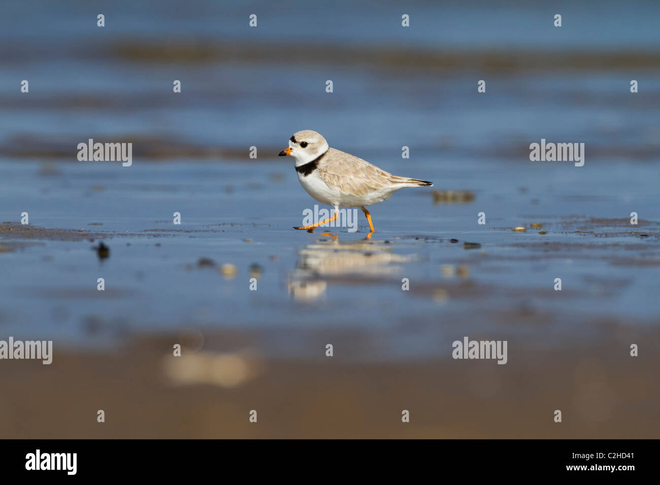 Piping Plover - Charadrius melodus - walking in shallow water Stock ...