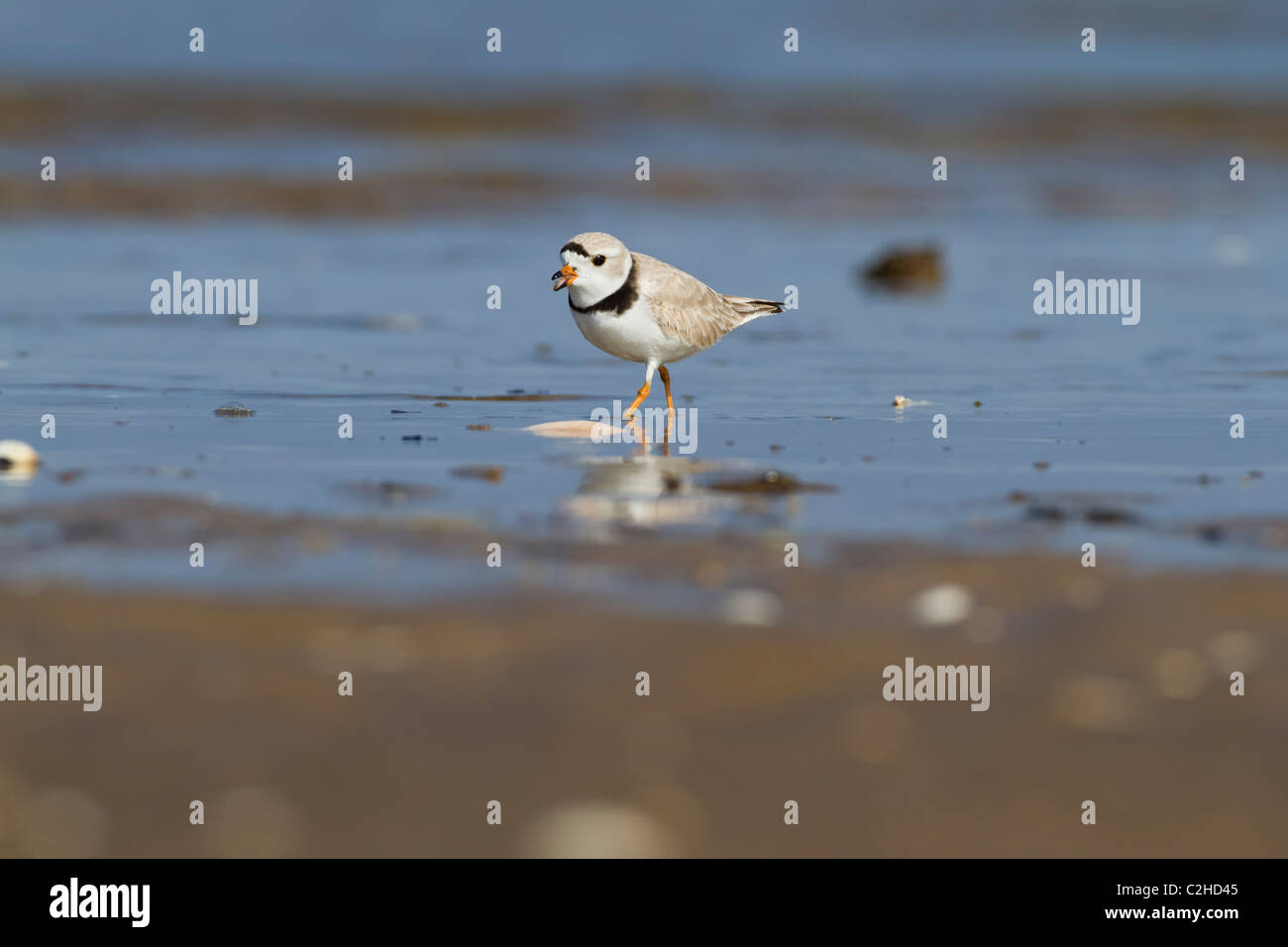 Piping Plover - Charadrius melodus - in its habitat Stock Photo - Alamy