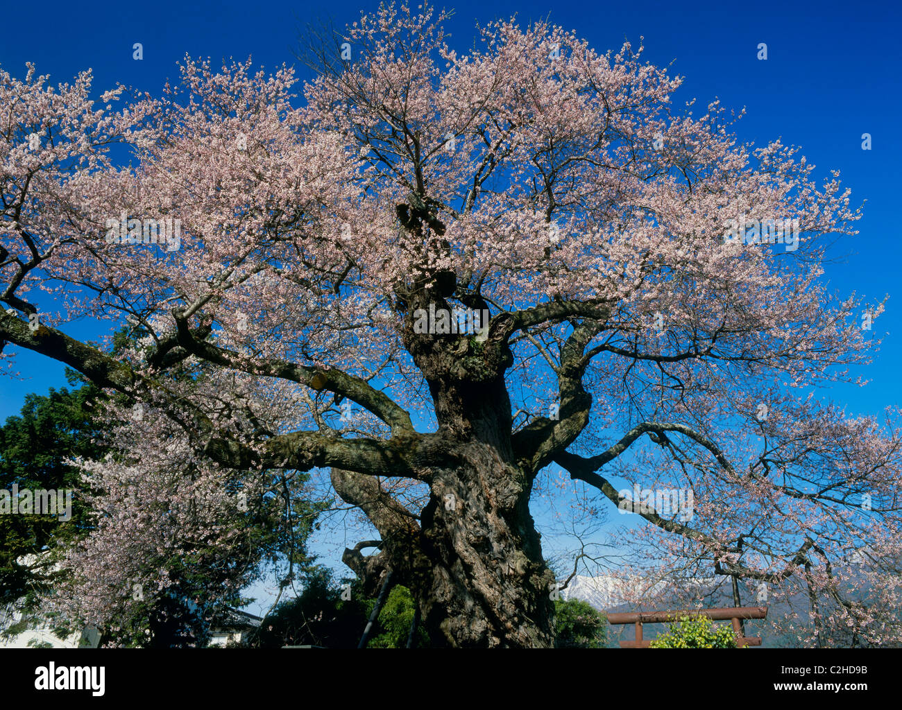 Cherry Blossoms, Minowa, Kamiina, Nagano, Japan Stock Photo - Alamy