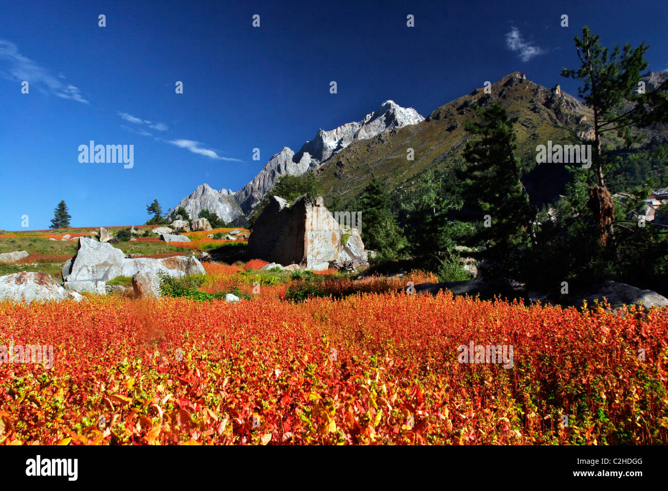 Kinnaur apple hi-res stock photography and images - Alamy