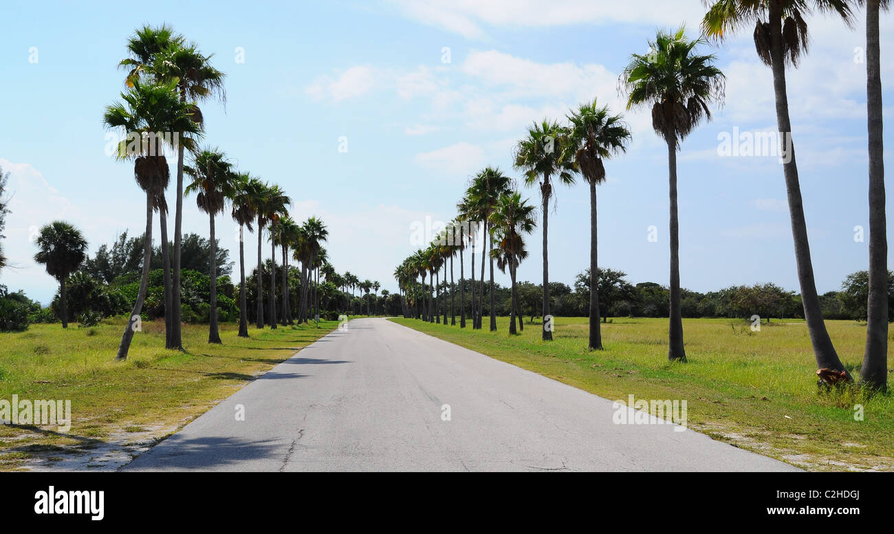 Florida road palm trees hi-res stock photography and images - Alamy