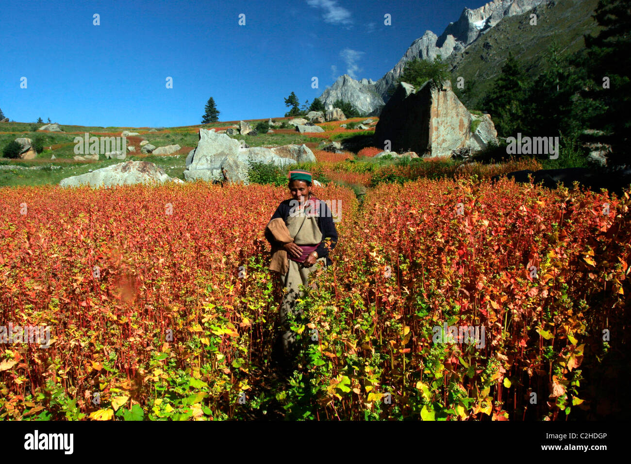 Kinnaur apple hi-res stock photography and images - Alamy
