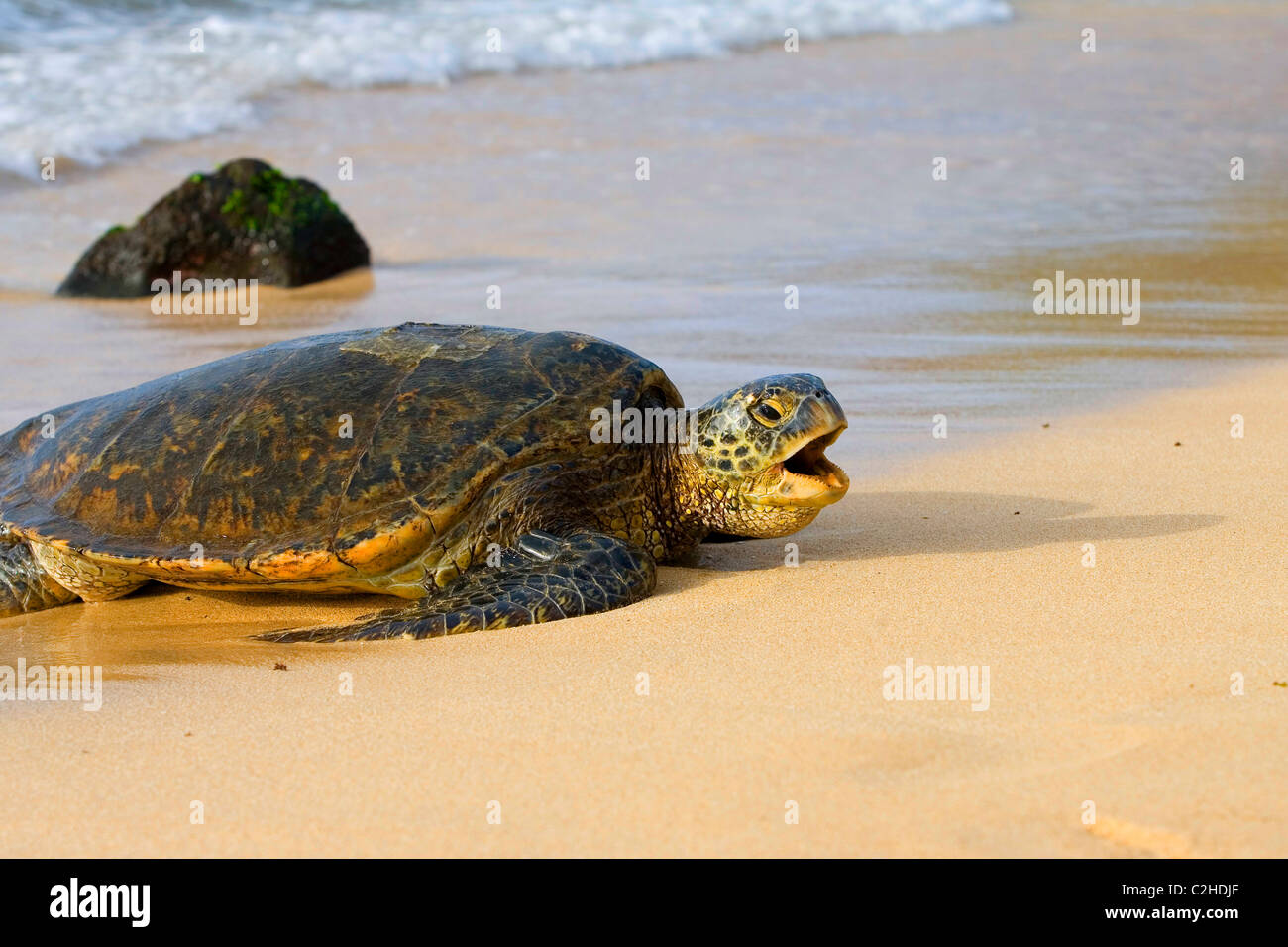 Hawaiian Green Sea Turtle on beach in Oahu, Hawaii Stock Photo - Alamy