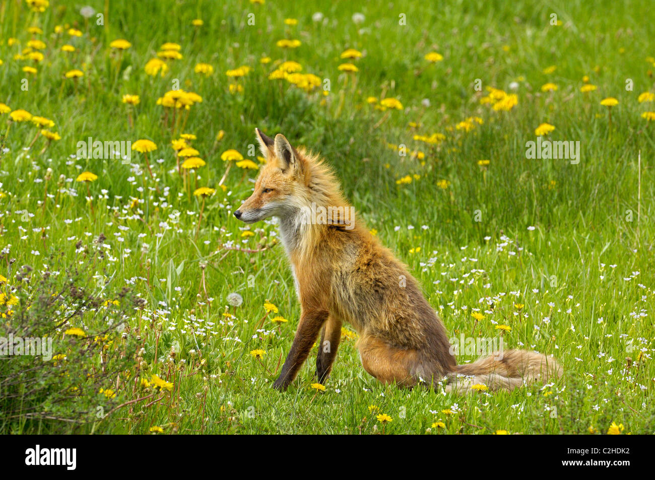 Fox sitting hi-res stock photography and images - Alamy