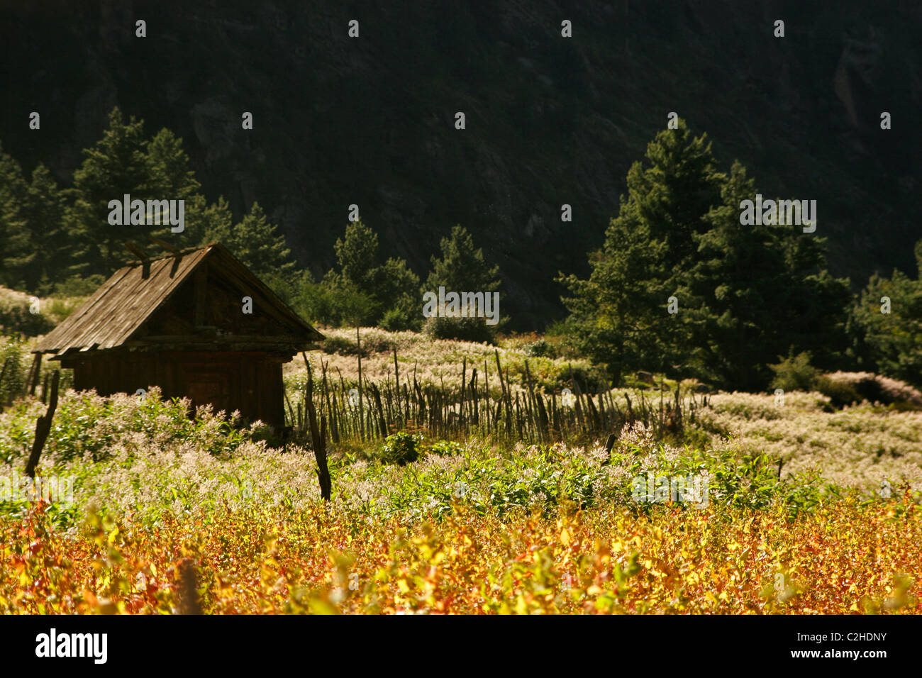 Phawra hi-res stock photography and images - Alamy