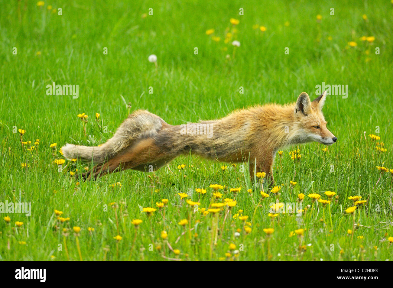 Red Fox Stretching Stock Photo - Alamy