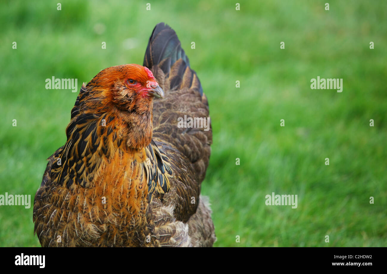 Golden red brown hen staring at camera iwht soft green grass background ...