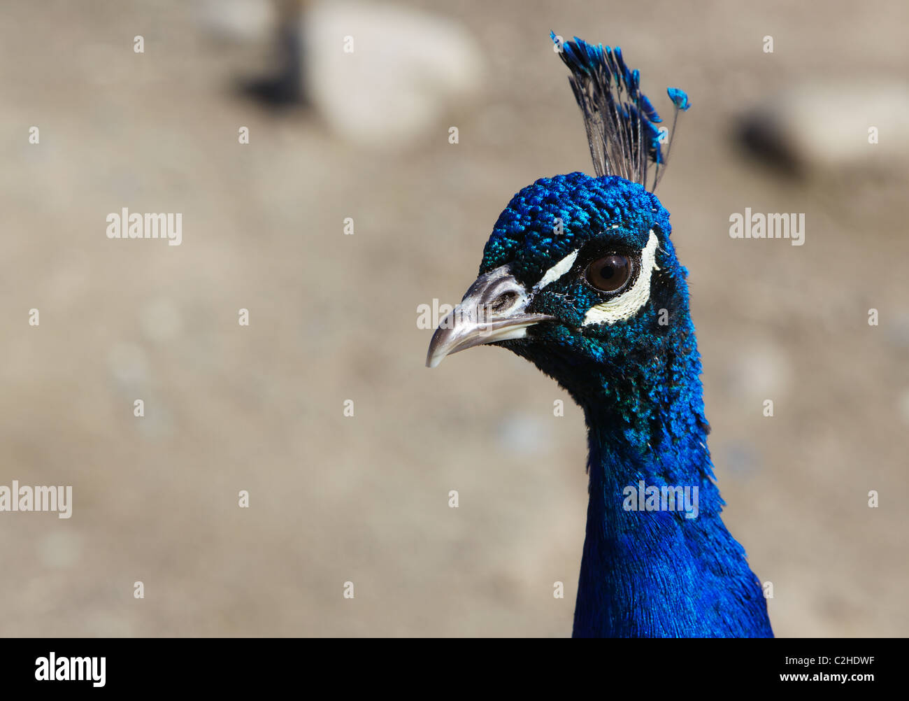 Close up of an iridescent Blue Peacock head and neck against a very ...