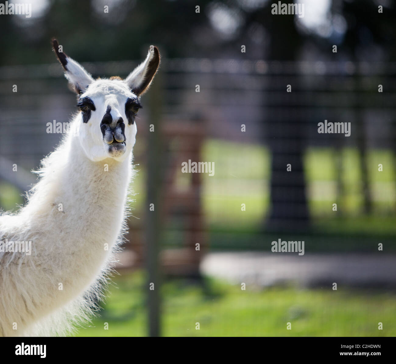 Back lit head and neck of a black spotted white llama with soft focus ...