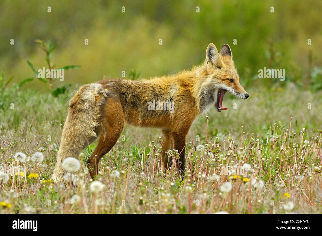 Yawning fox and spring flowers Stock Photo - Alamy