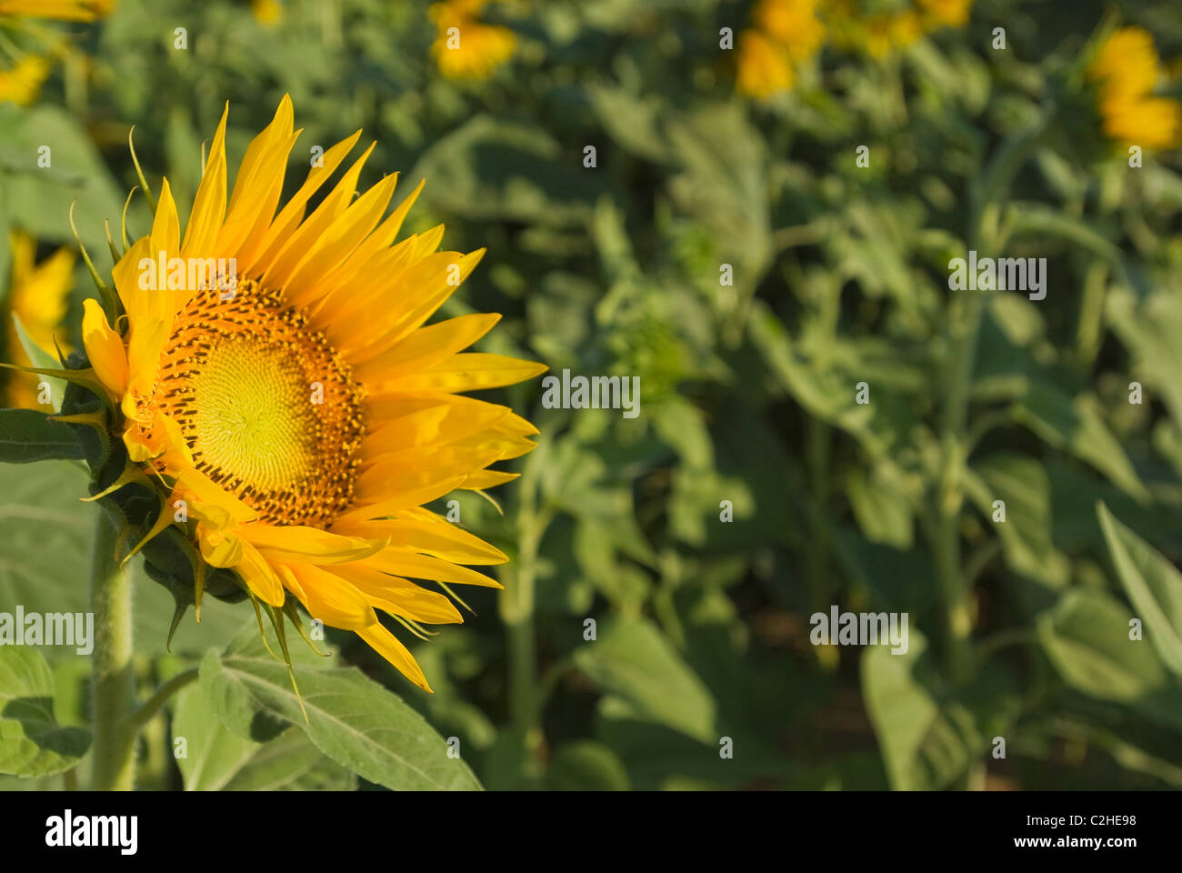 Andalucia, Spain; Sunflowers, Helianthus Annuus Stock Photo - Alamy