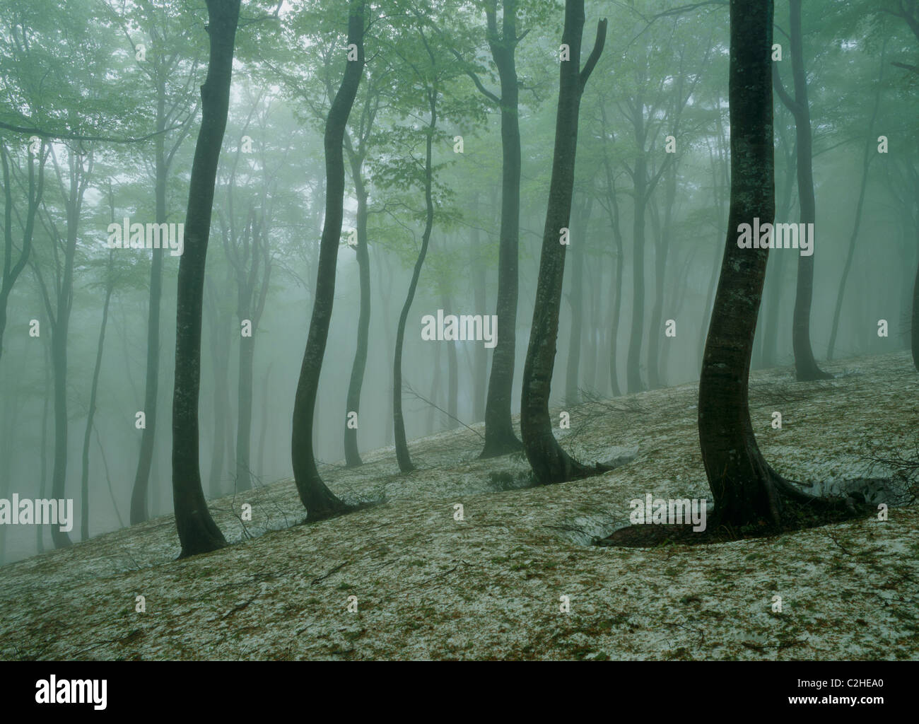 Misty Forest, Iiyama, Nagano, Japan Stock Photo - Alamy