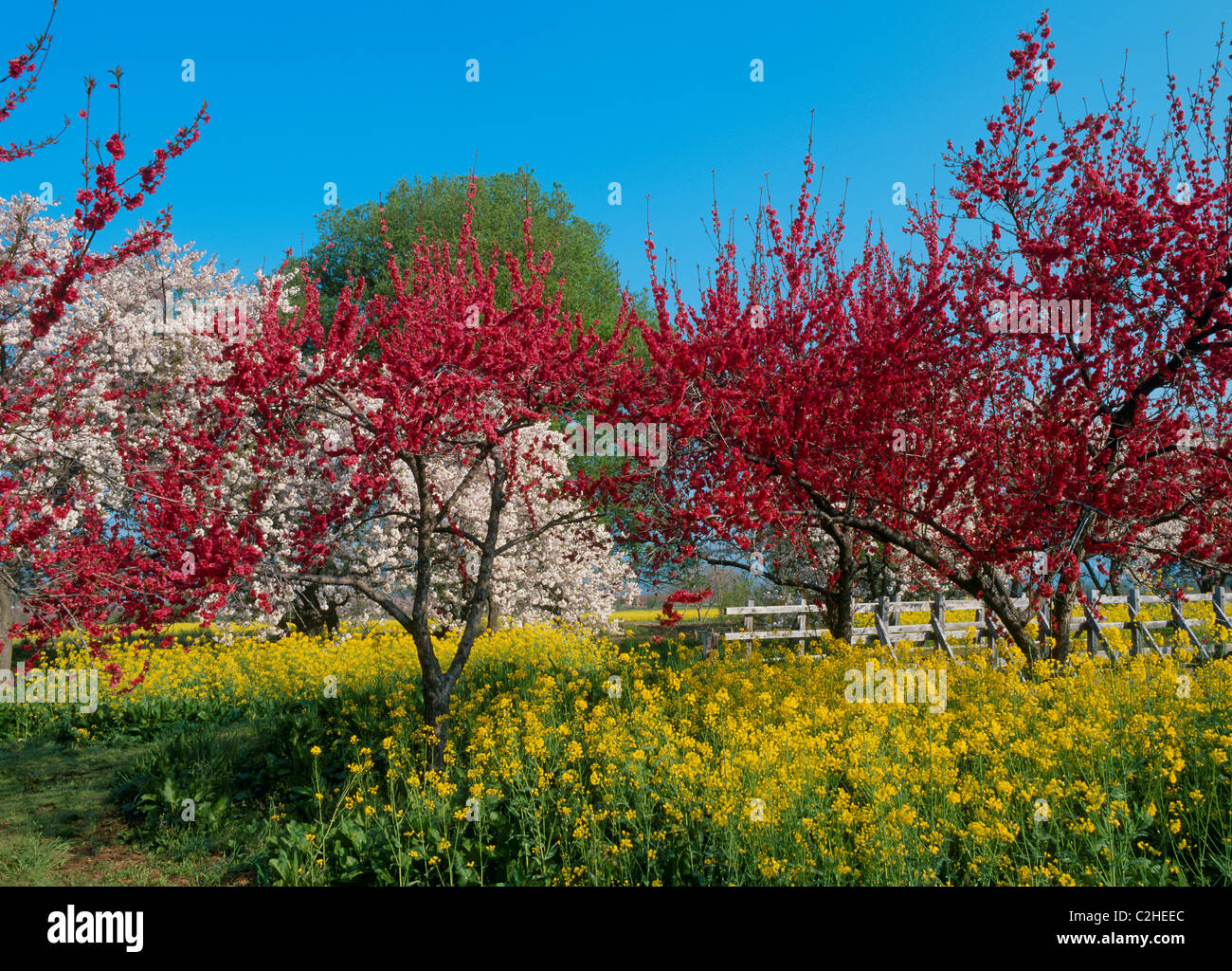 Chikumagawa Fureai Park, Obuse, Kamitakai, Nagano, Japan Stock Photo ...