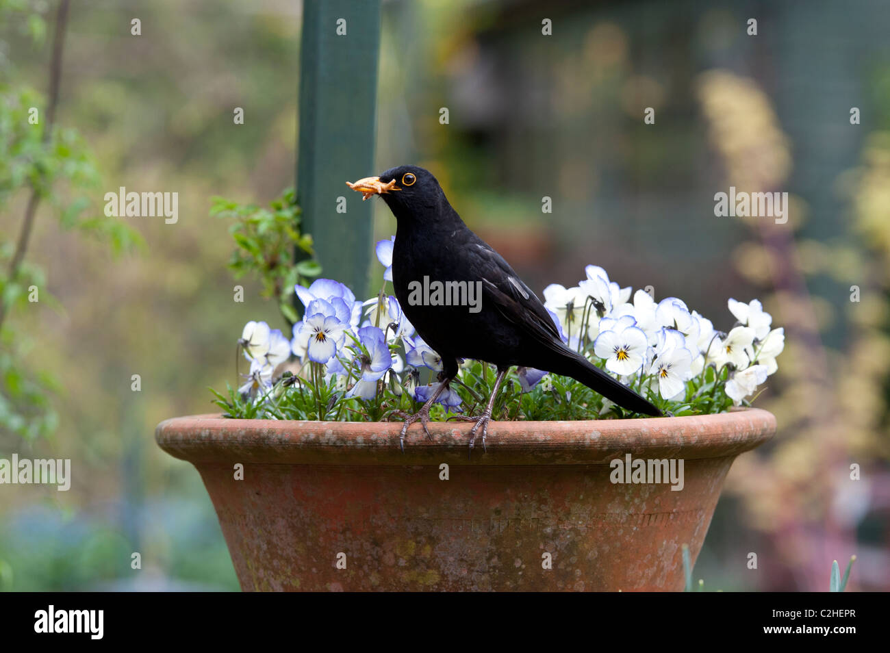 Partial albino blackbird with mealworms standing on a pot of viola ...