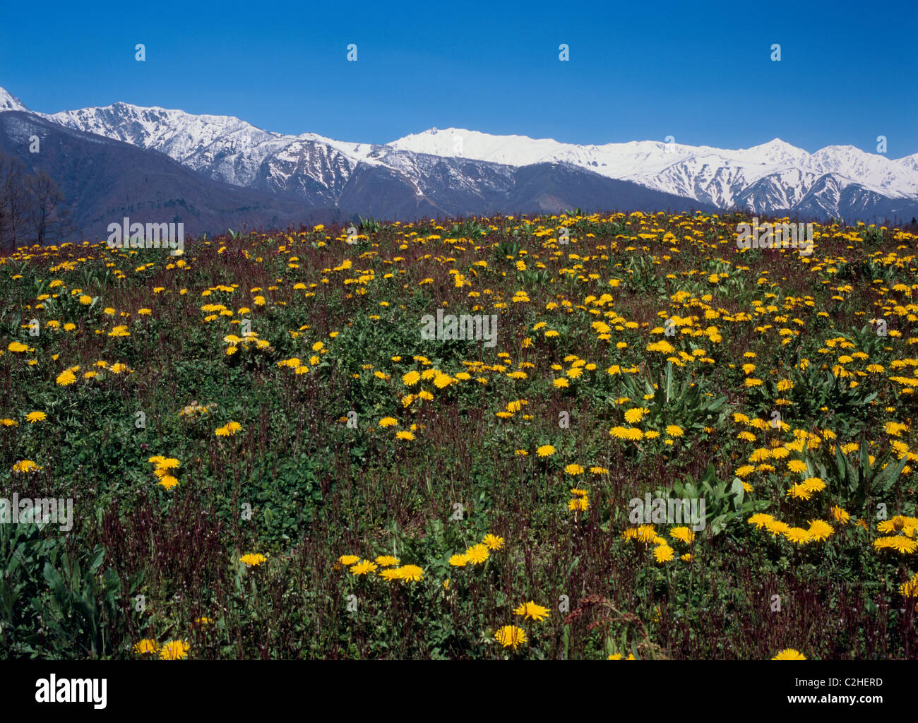 Hida Mountains and Dandelion, Hakuba, Kitaazumi, Nagano, Japan Stock ...