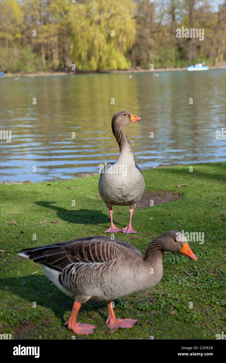 geese in the English Garden, Munich, Bavaria, Germany Stock Photo - Alamy