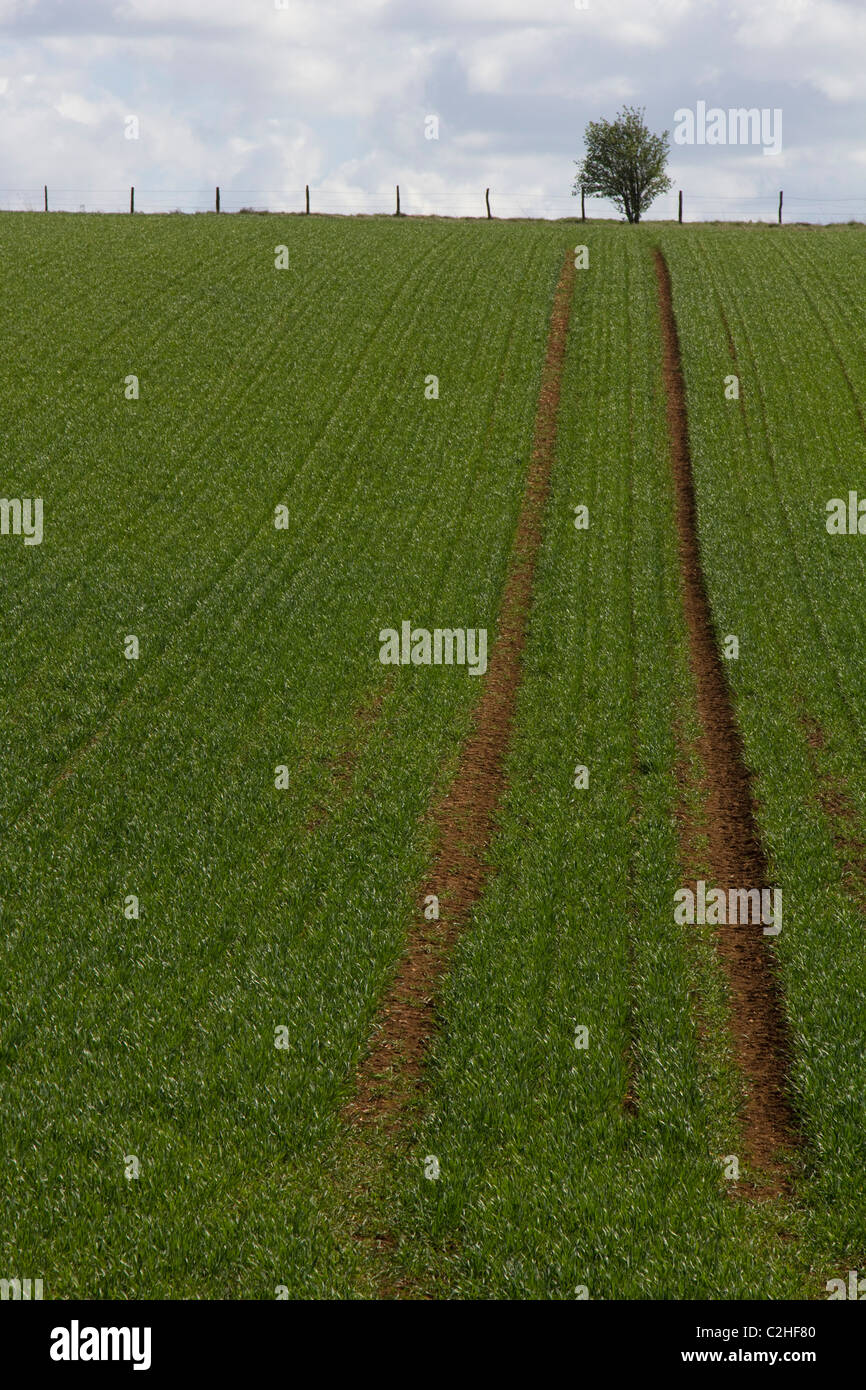 field patterns cotswolds gloucestershire england uk Stock Photo - Alamy