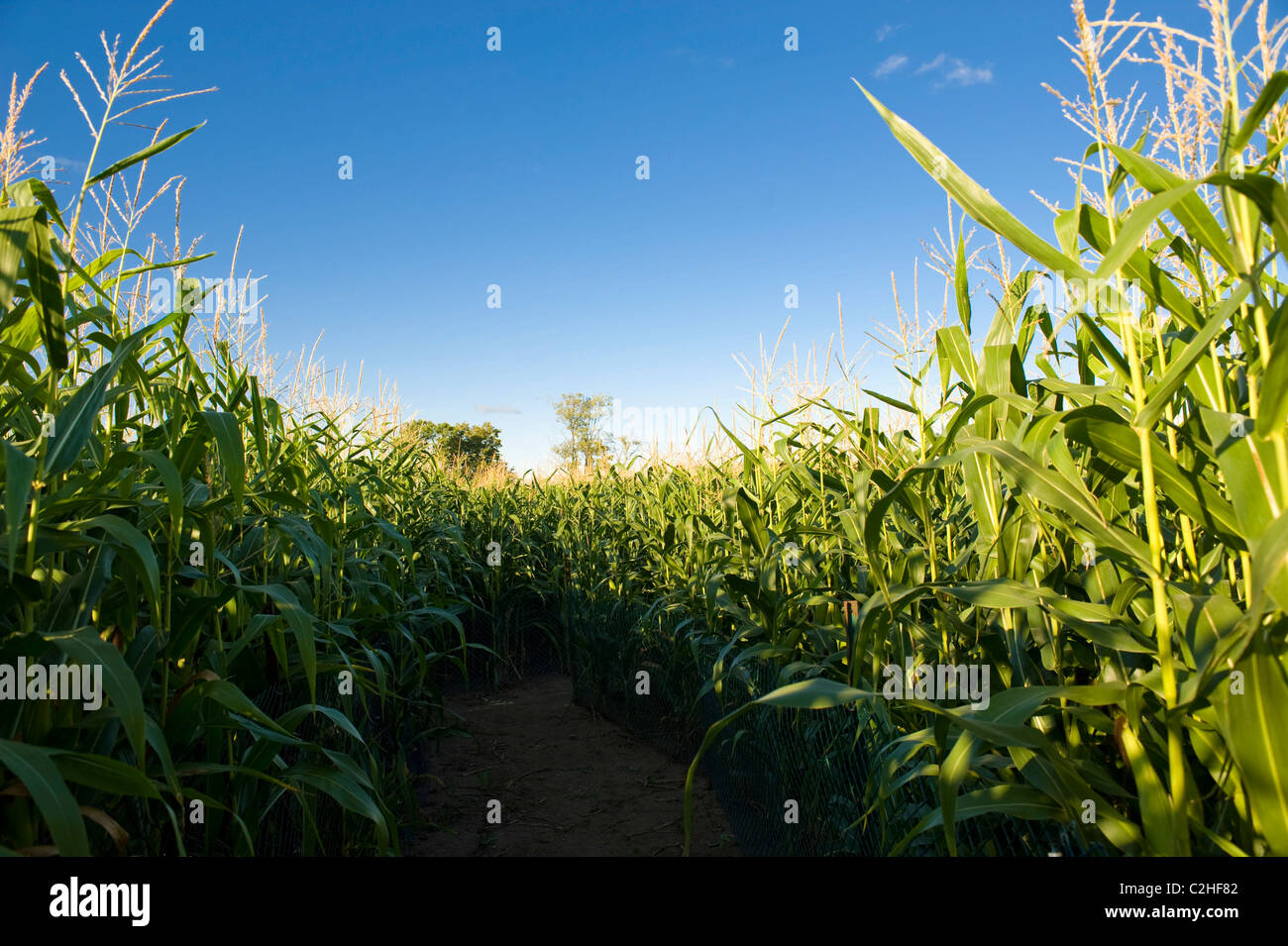 Corn Field, Muskoka, Ontario, Canada Stock Photo - Alamy