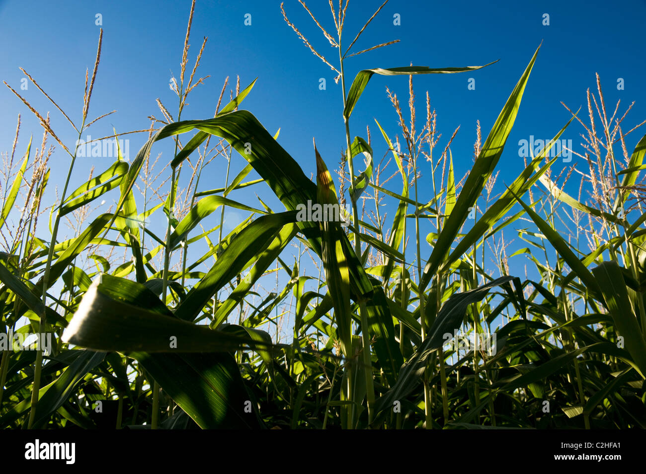 Corn harvest angles hi-res stock photography and images - Alamy