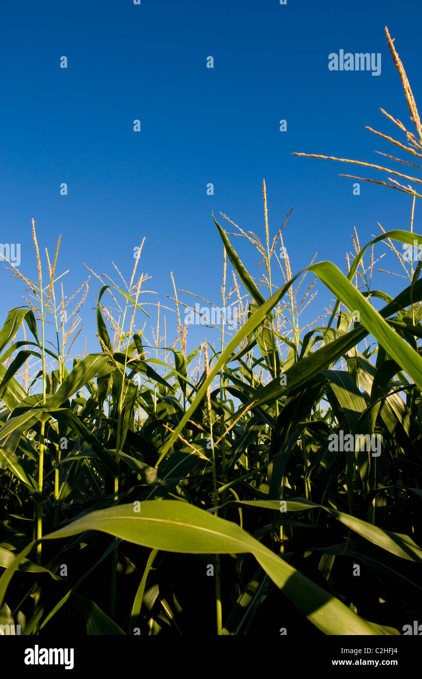 Muskoka, Ontario, Canada; Corn Field Stock Photo - Alamy
