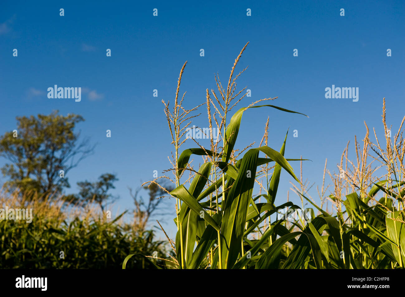 Corn harvest angles hi-res stock photography and images - Alamy