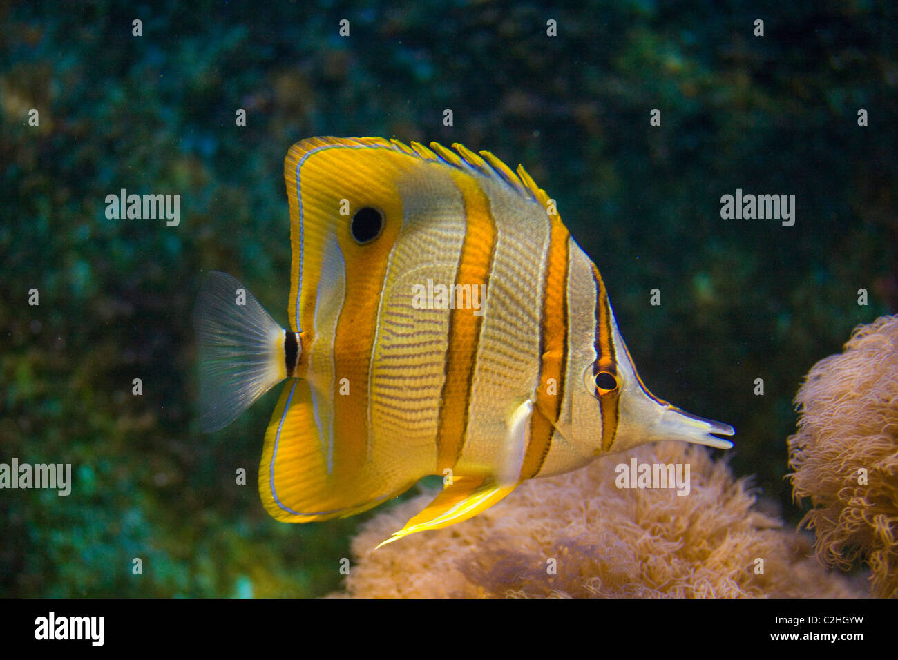 Fish stripes underwater yellow hi-res stock photography and images - Alamy
