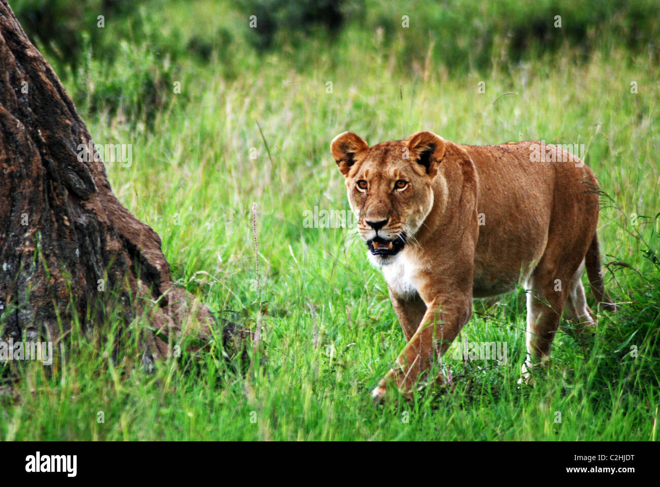 Female lion (Panthera leo), Maasai Mara, Kenya Stock Photo - Alamy