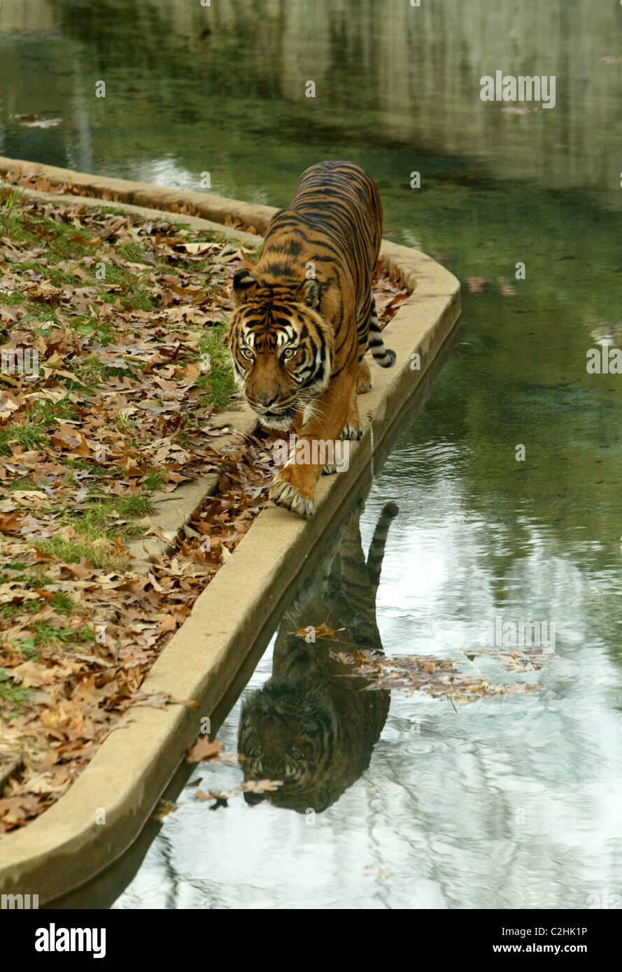 San francisco zoo tiger hi-res stock photography and images - Alamy