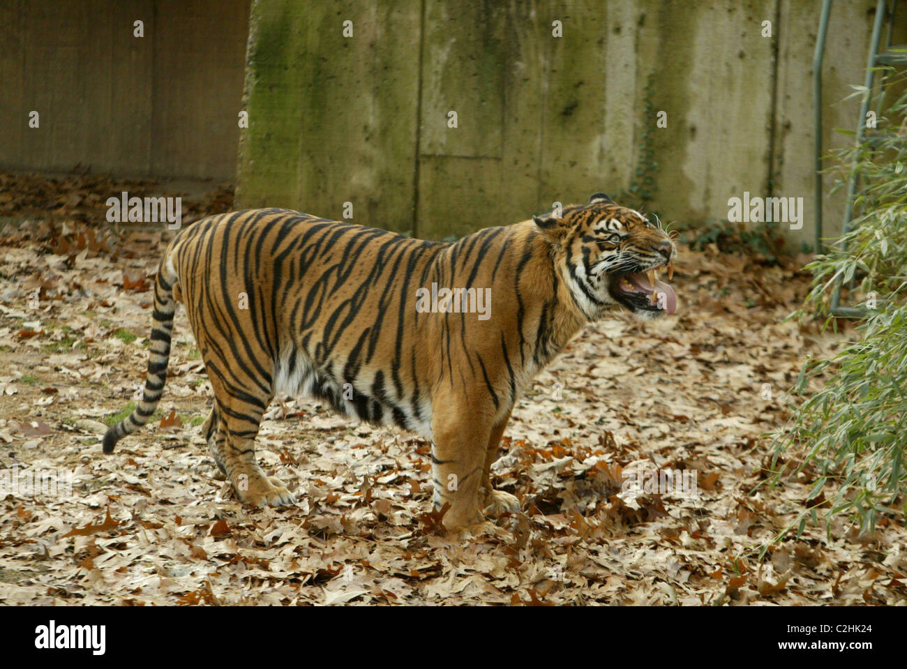 The Tiger Pen at The National Zoo In response to the recent Tiger ...