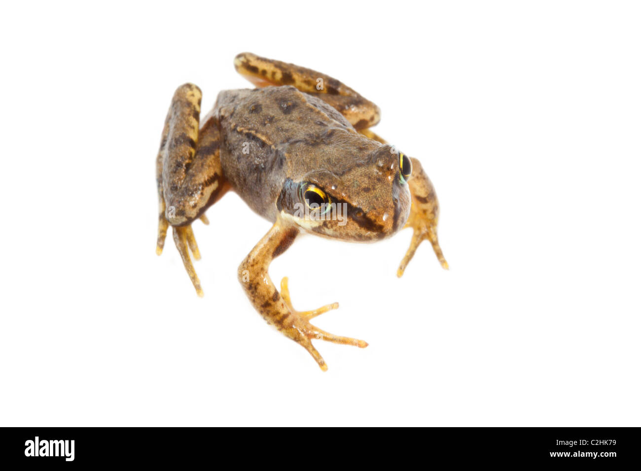 Frog head shot hi-res stock photography and images - Alamy