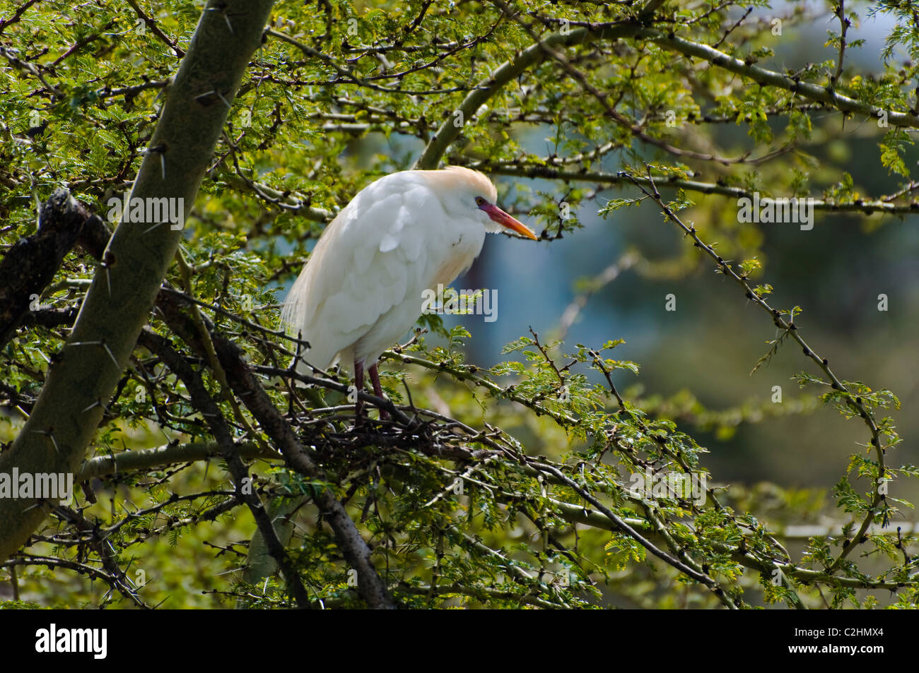 White bird sitting on the tree Stock Photo - Alamy