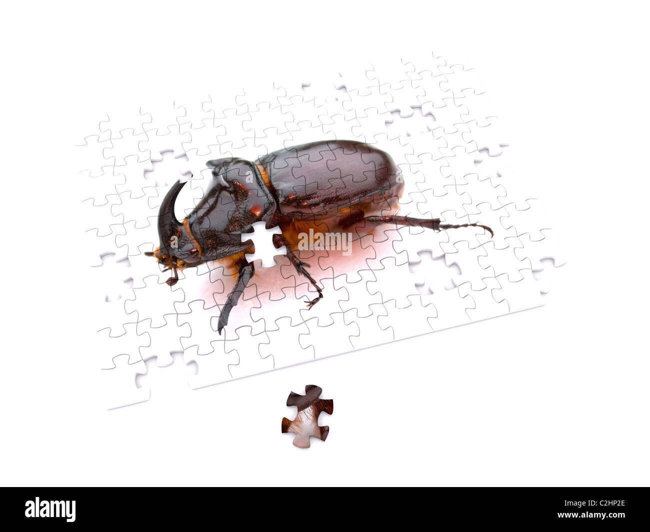 bug puzzle piece. 3d Stock Photo - Alamy