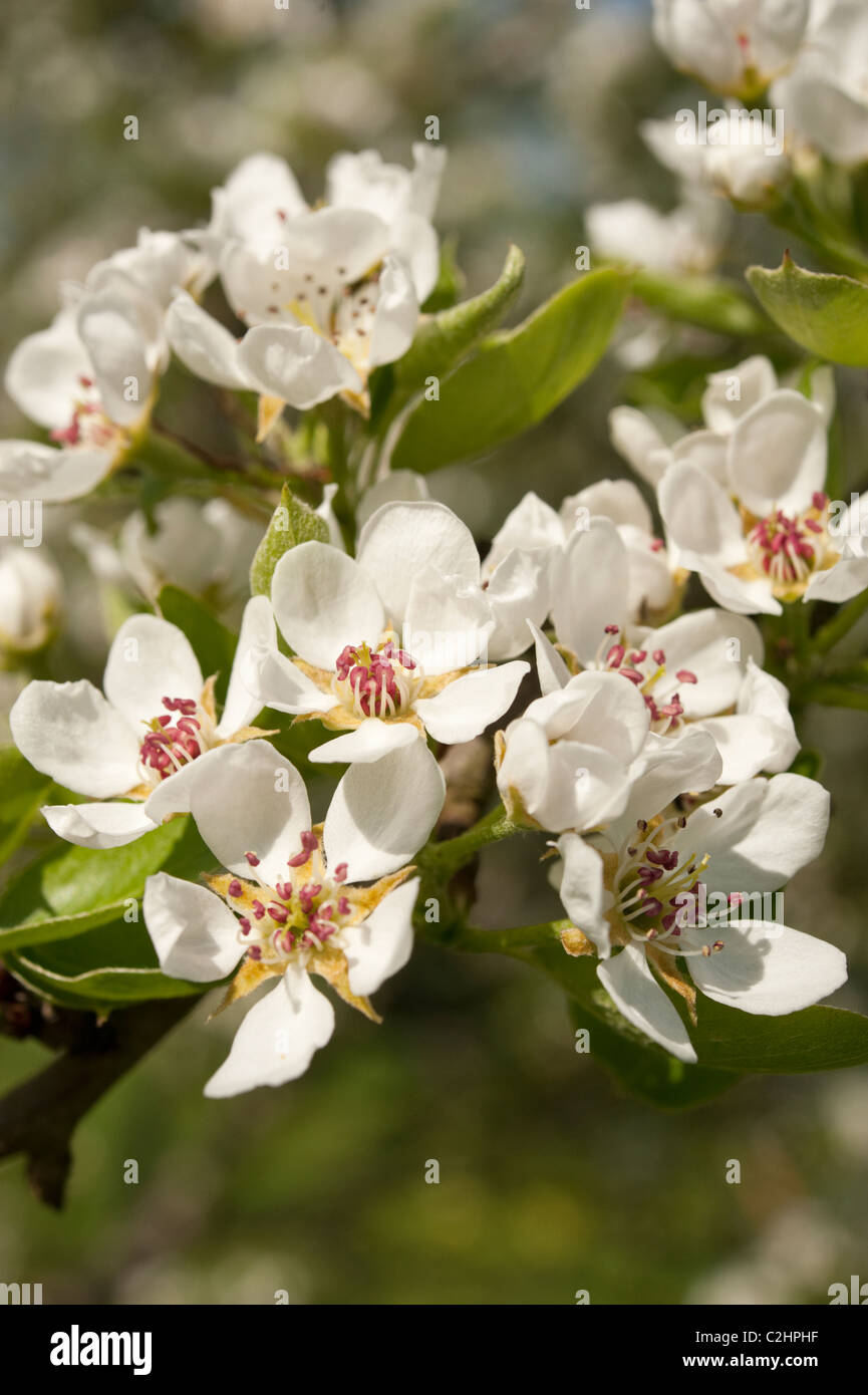 Heirloom apple trees hi-res stock photography and images - Alamy